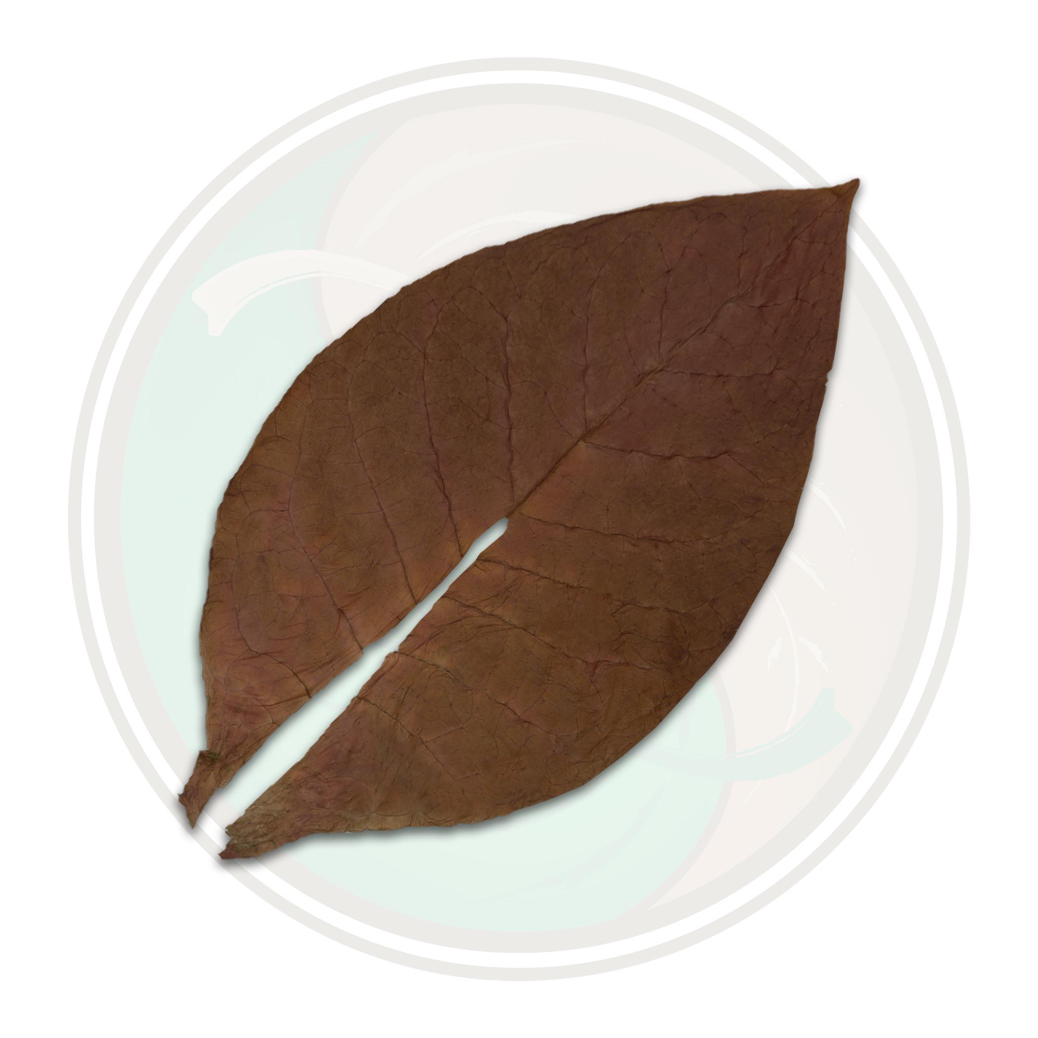 Aged Ecuadorian Viso Cigar Filler - Whole Raw Leaf Tobacco for Cigar ... Aged Ecuadorian Viso Cigar Filler - Whole Raw Leaf Tobacco for Cigar ...
